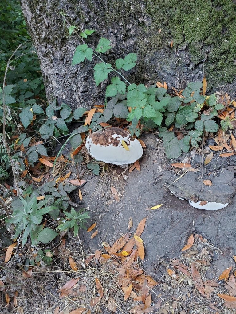 Ganoderma brownii from Santa Cruz County, US-CA, US on September 1 ...
