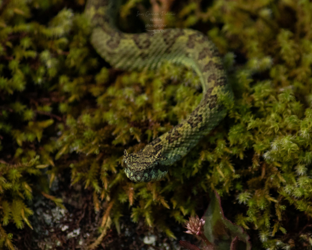 Emerald Horned Pitviper in September 2023 by Isaías Caamaño Rodríguez ...