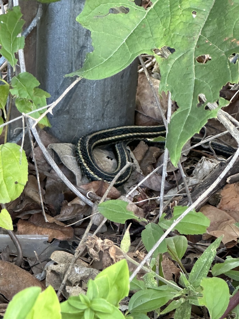 Common Garter Snake from S Water St, Milwaukee, WI, US on September 16 ...