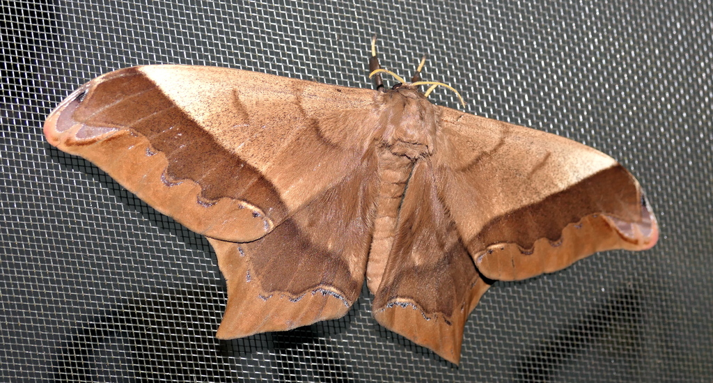 giant silk moth from Zona rural de Paudalho - Pernambuco on September ...