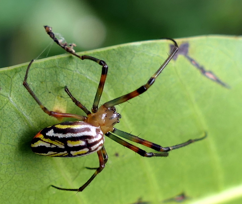 Orchard Spiders and Allies from Zona rural de Paudalho - Pernambuco on ...