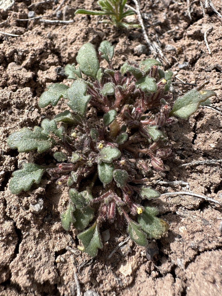 Debeque Phacelia from White Pine County, NV, USA on June 8, 2023 at 09: ...