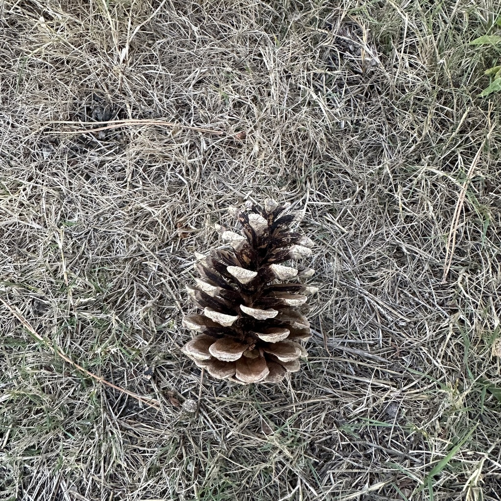 hard pines from May Valley Park, Renton, WA, US on September 17, 2023 ...