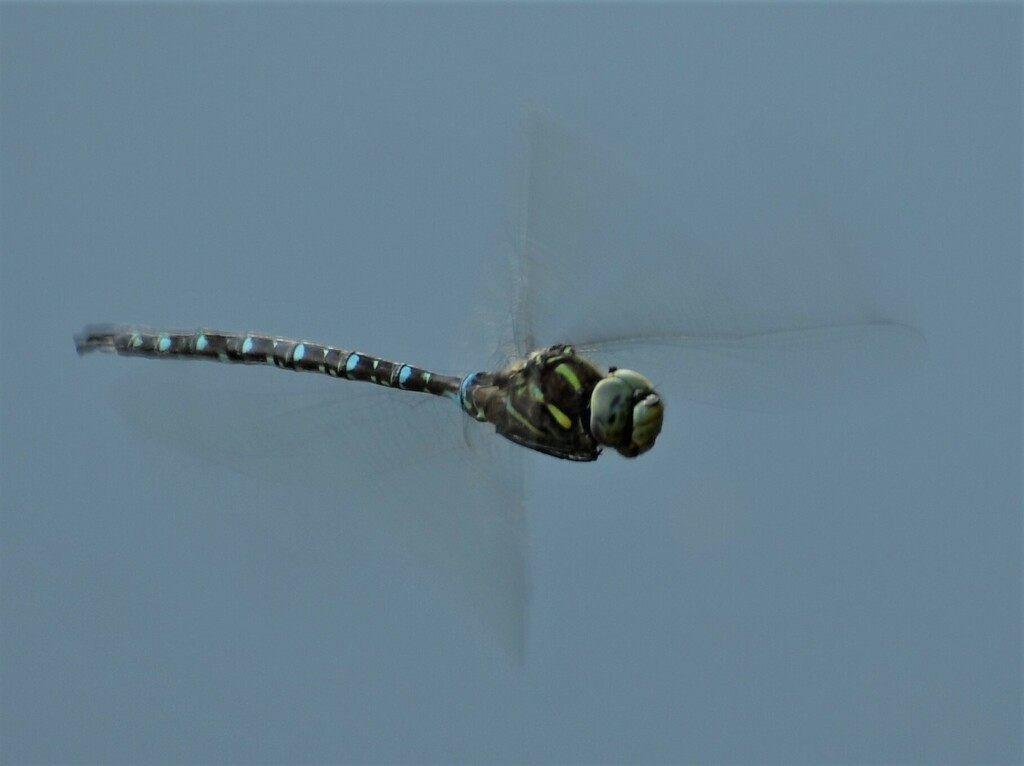 Shadow Darner from Boise State University District, Boise, ID, USA on ...