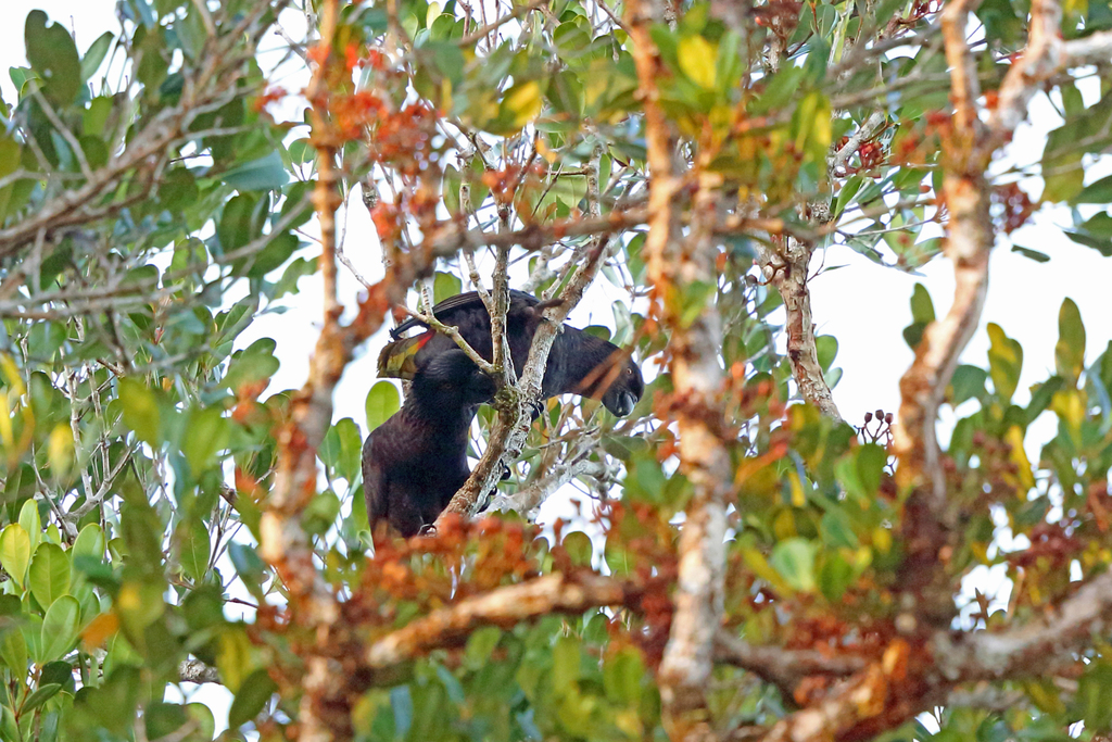 Black Lory (Chalcopsitta atra) - Avian Discovery