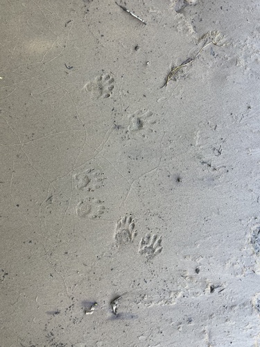 Raccoon Tracks – NatureTracking