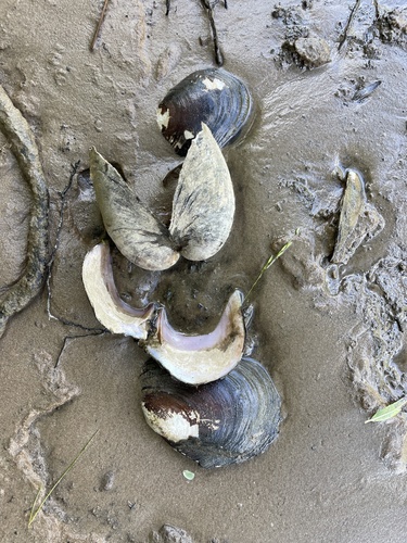 iNaturalist Tracking Database – NatureTracking