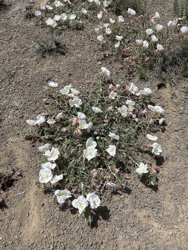California evening primrose from Nye, Nevada, United States on June 8 ...