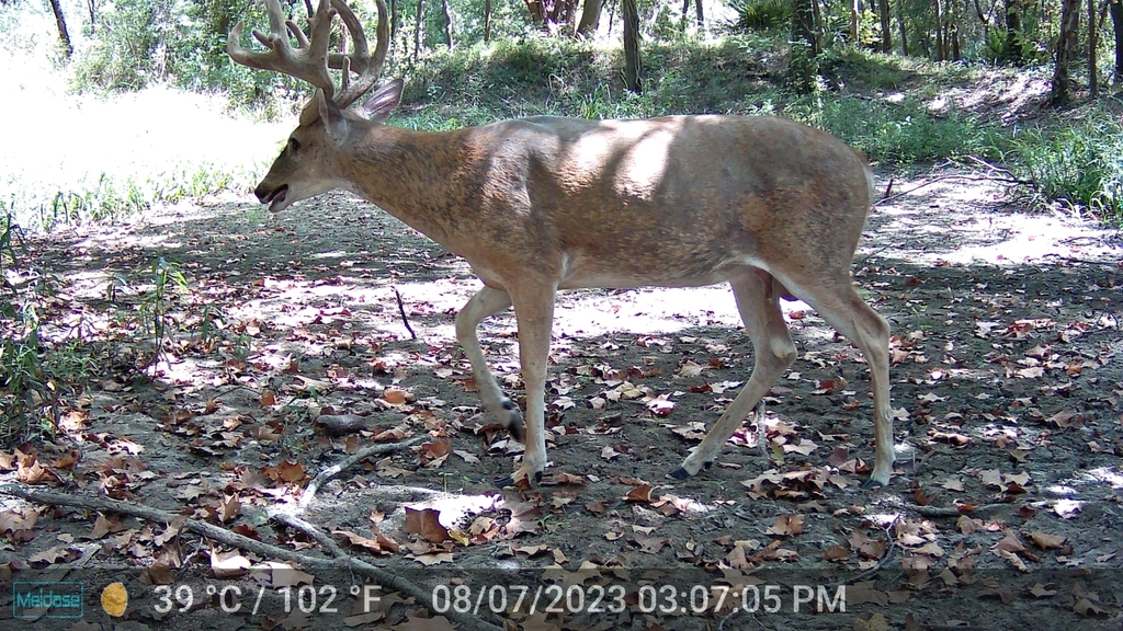 White-tailed Deer from Addicks / Park Ten, Houston, TX, USA on August 7 ...