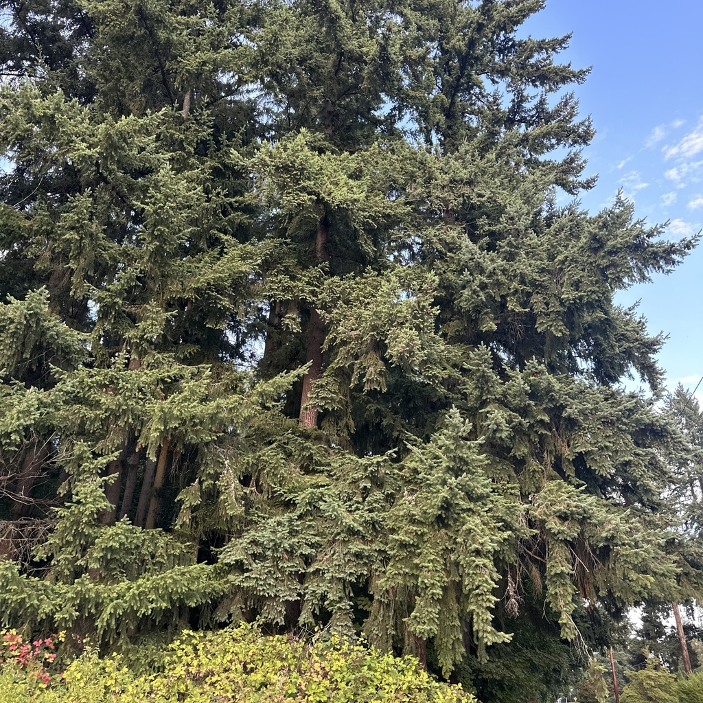 common Douglas-fir from May Valley Park, Renton, WA, US on September 17 ...