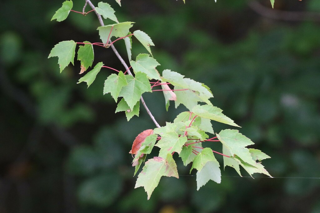 red maple from Indian Head, MD 20640, USA on September 17, 2023 at 09: ...