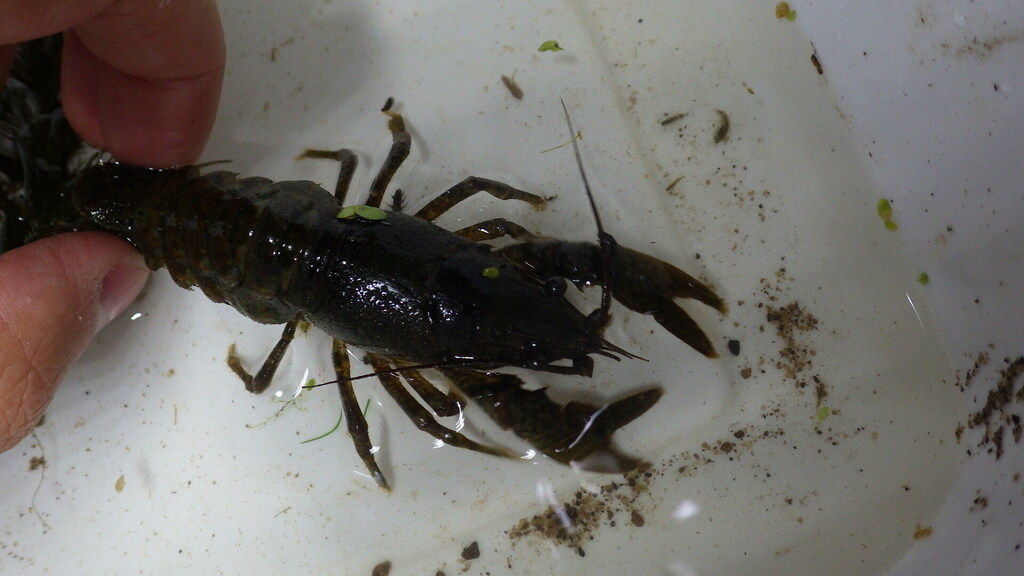 Spinycheek Crayfish from Bucks County, PA, USA on September 16, 2023 at ...