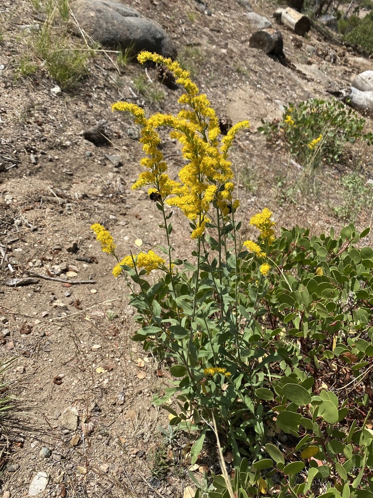 velvety goldenrod from Stanislaus National Forest, Strawberry, CA, US ...