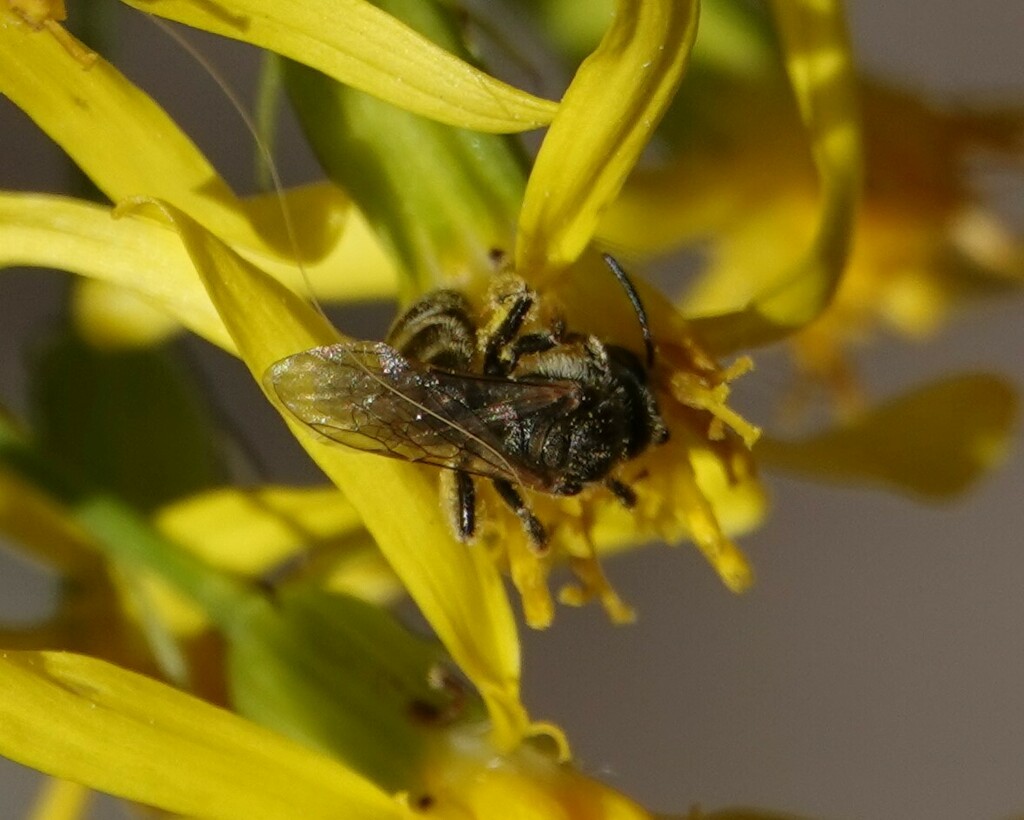 Confusing Furrow Bee from Park County, WY, USA on September 16, 2023 at ...