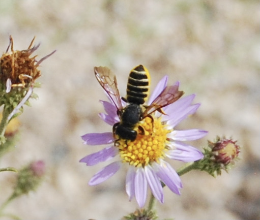 Megachile inimica from 250 S Marden St, Boise, ID 83712, USA on August ...