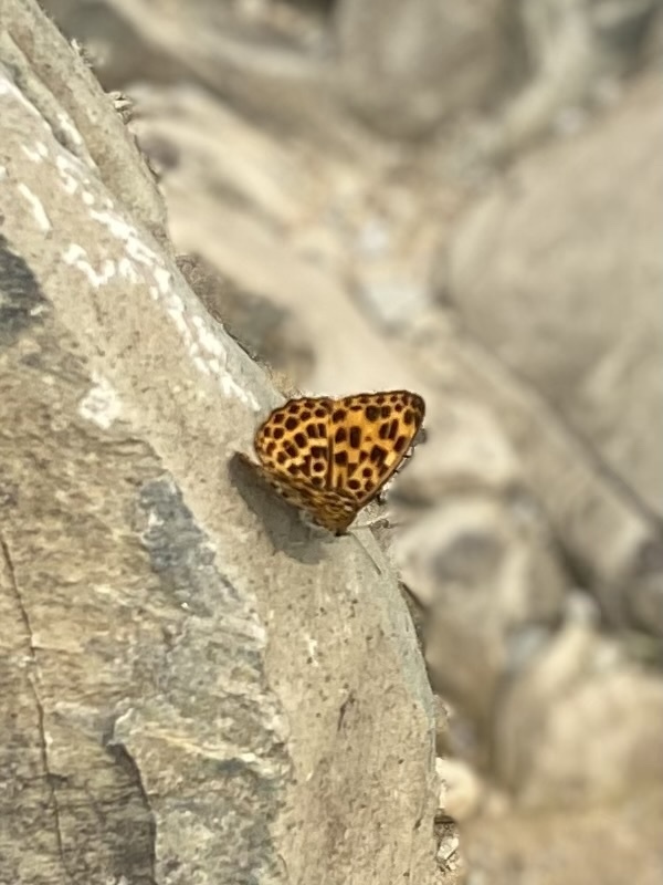 Spotted leopard butterfly from 海淀区, 北京市, CN on September 17, 2023 at 11 ...