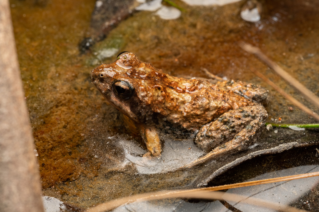 Common Eastern Froglet from Gembrook VIC 3783, Australia on September ...