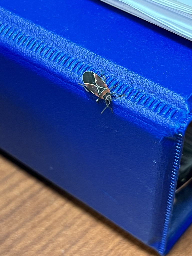 White-crossed Seed Bug from McKinney, TX, USA on August 2, 2023 at 04: ...