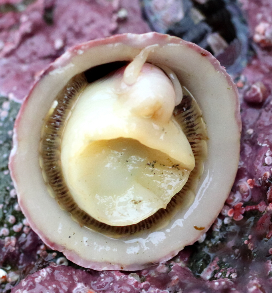Whitecap Limpet from Inside Beach on August 31, 2023 at 09:27 AM by ...