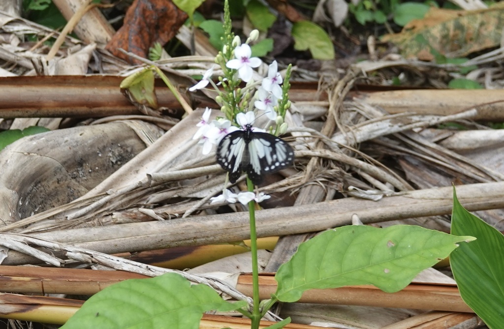 Grey Glassy Tiger from Central Ranongga, Solomon Islands on September 7 ...