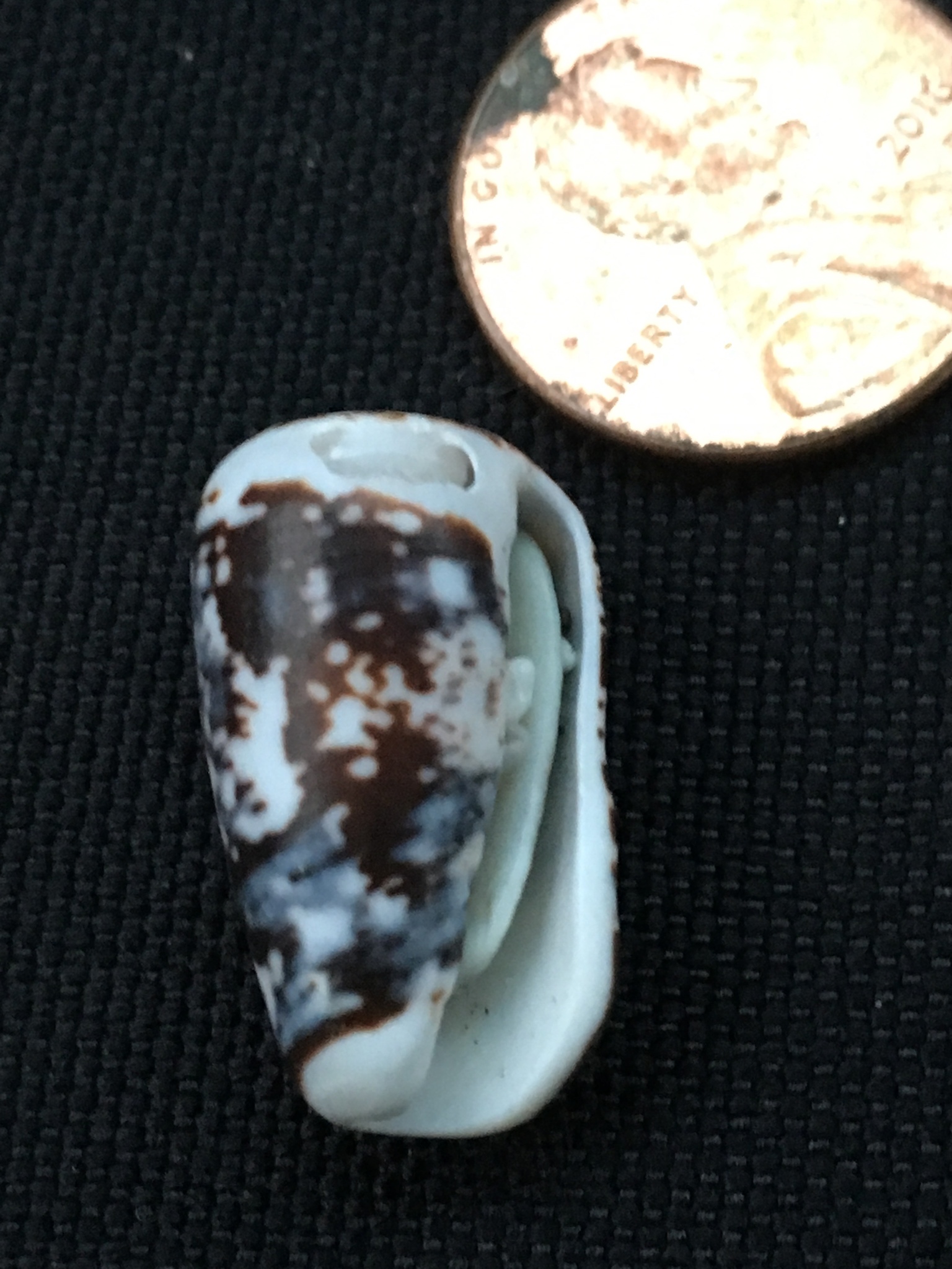 Morum tuberculosum (Reeve, 1842)
