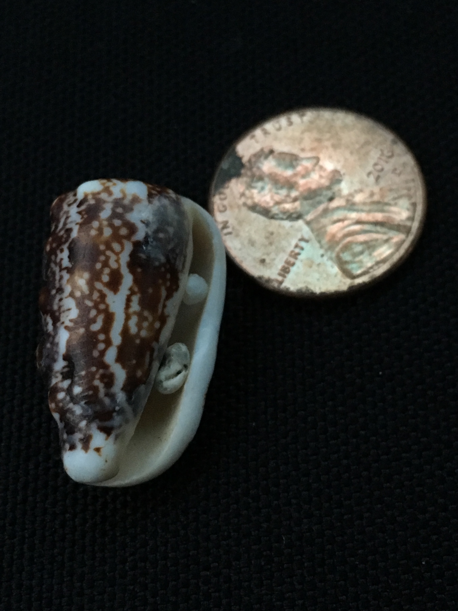 Morum tuberculosum (Reeve, 1842)