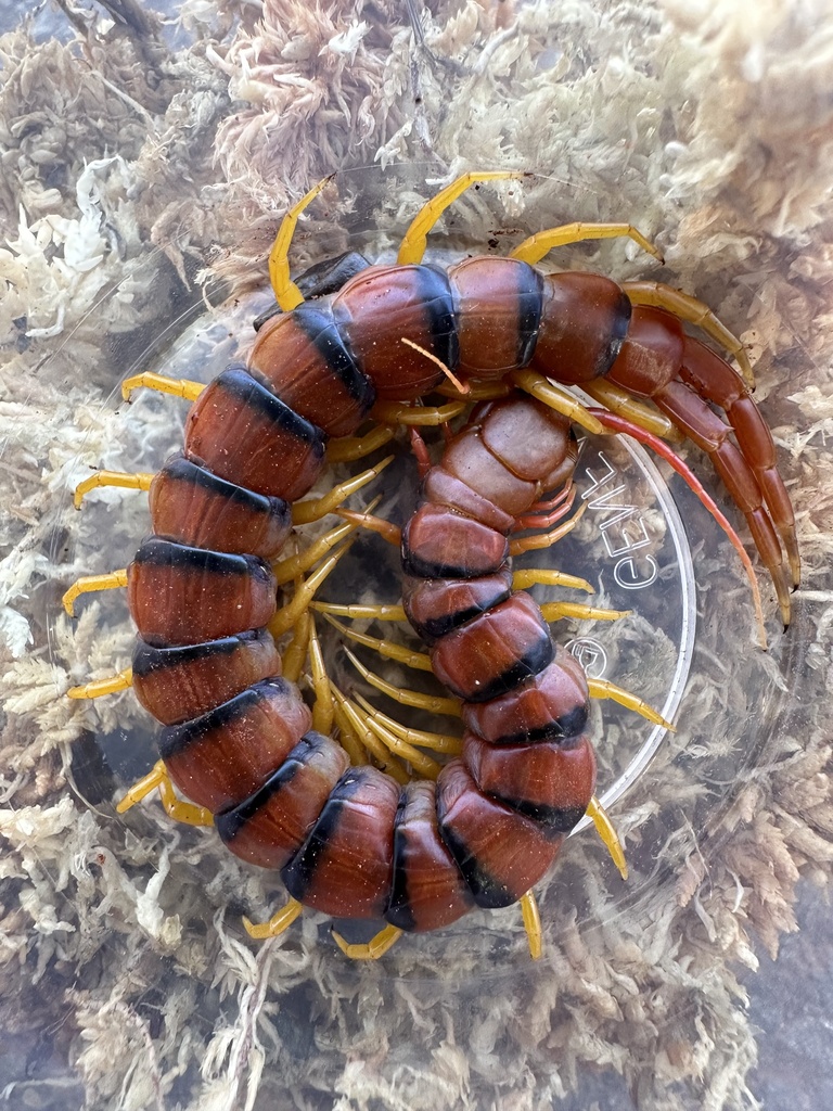 Red-headed Centipede in September 2023 by Cael Gallery · iNaturalist