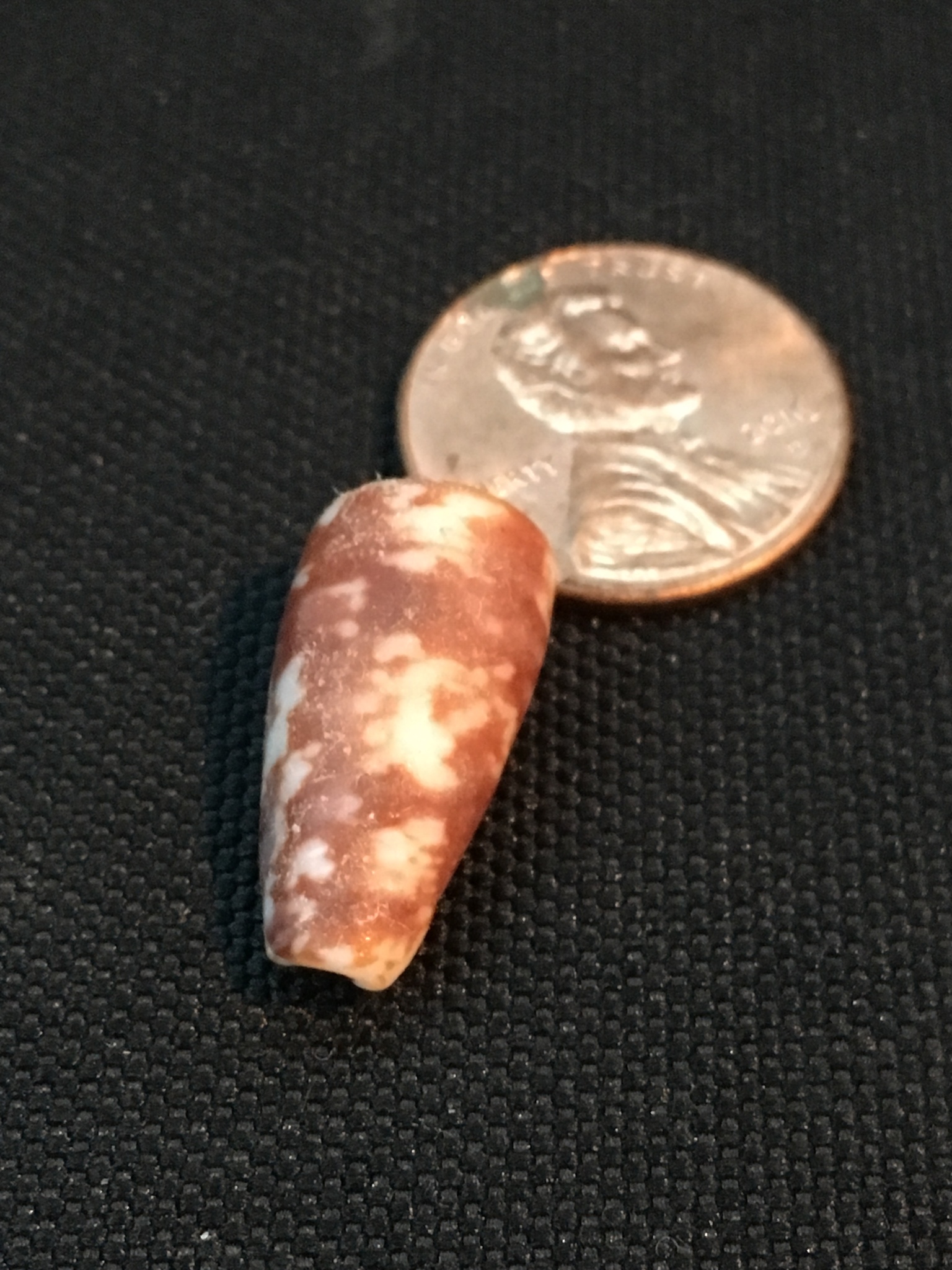 Morum tuberculosum (Reeve, 1842)