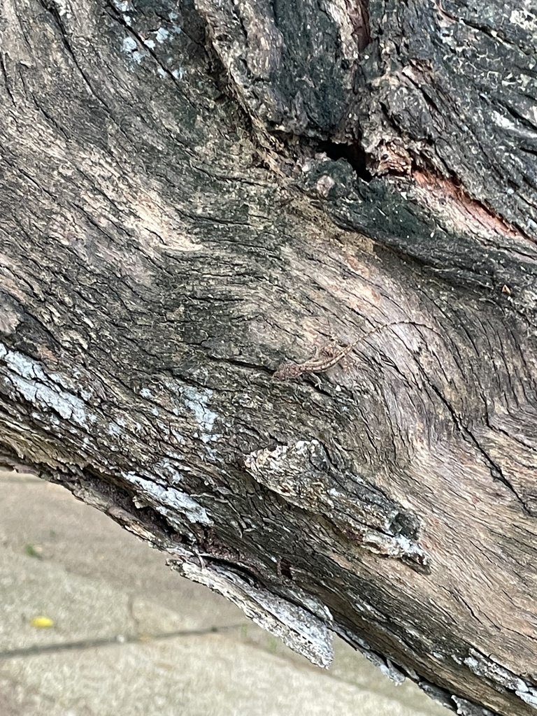 Bronze Anole from Trinidad, Trinidad and Tobago, TT on September 4 ...