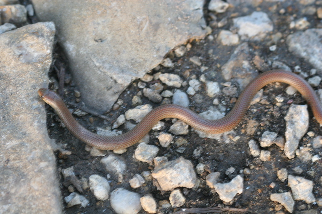 Great Plains Ground Snake in August 2023 by Kevin Graham · iNaturalist