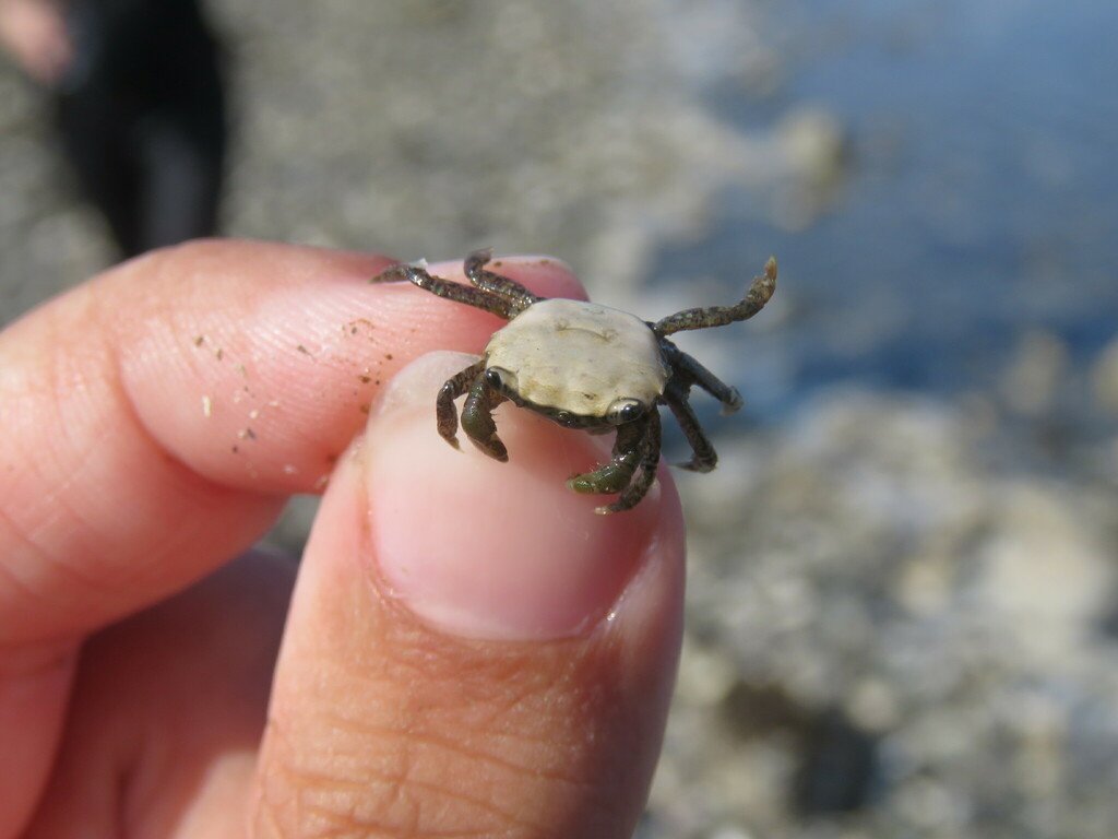 Yellow Shore Crab from Nanaimo, BC, Canada on June 23, 2023 by Ves ...