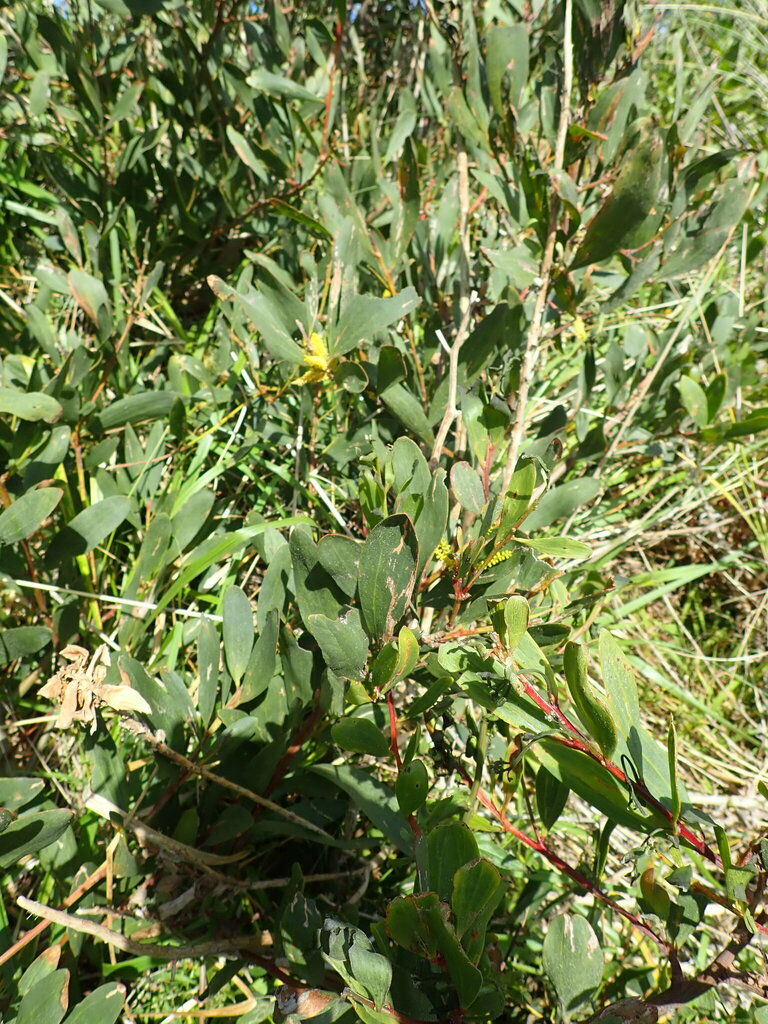 coastal wattle from Foxton Beach, New Zealand on September 18, 2023 at ...