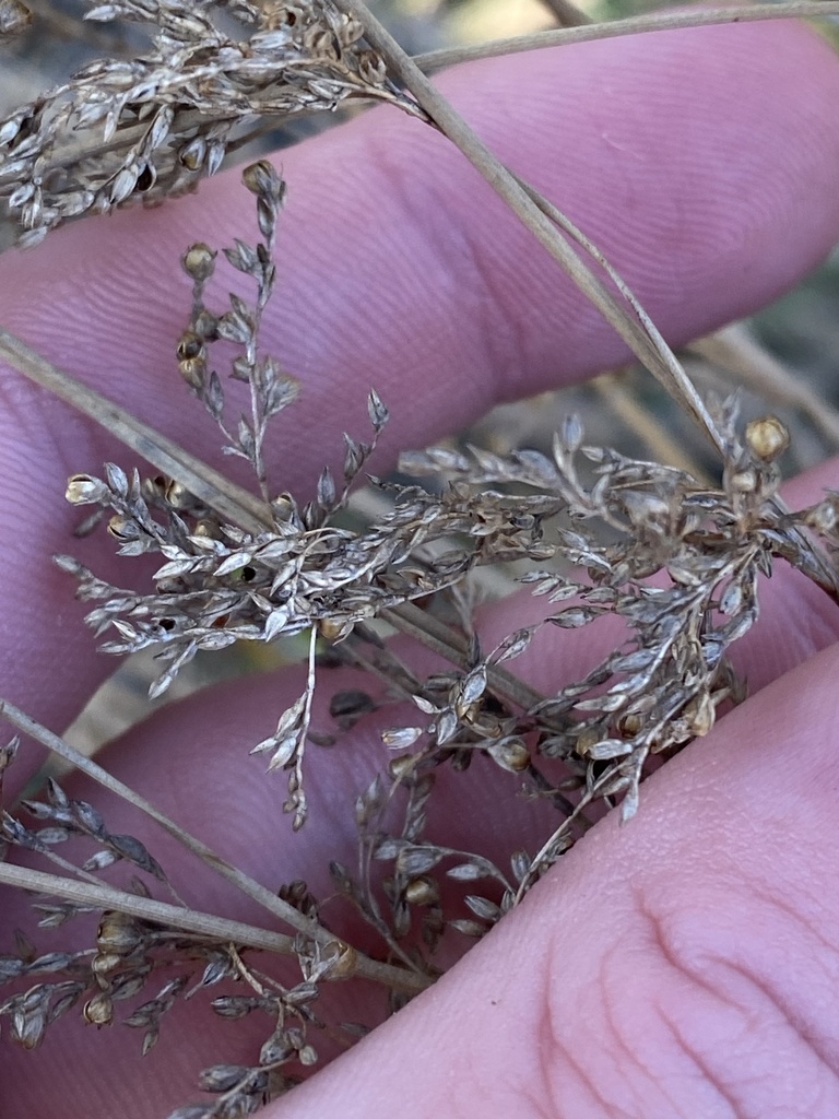 Juncus flavidus from Mount Ainslie Nature Reserve, Canberra Central ...