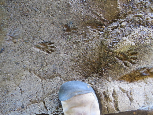 Raccoon Tracks – NatureTracking