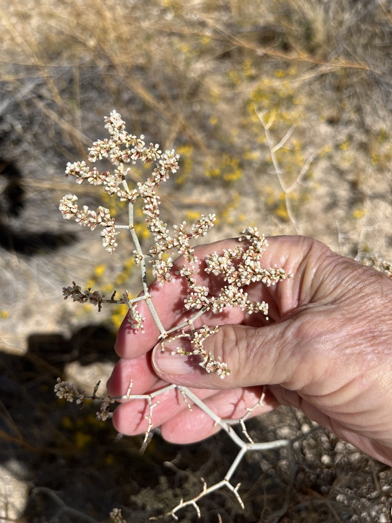 yucca wild buckwheat from Anza-Borrego Desert State Park, Julian, CA ...
