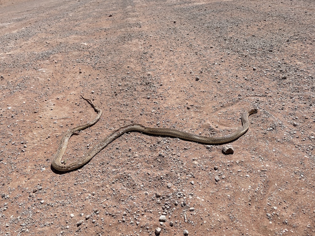 Western Brown Snake from Sturt National Park, Tibooburra, NSW, AU on ...