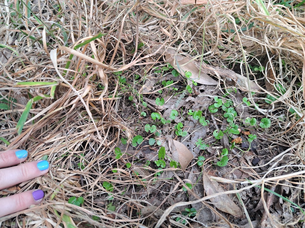 dicots from Longwarry North VIC 3816, Australia on September 18, 2023 ...