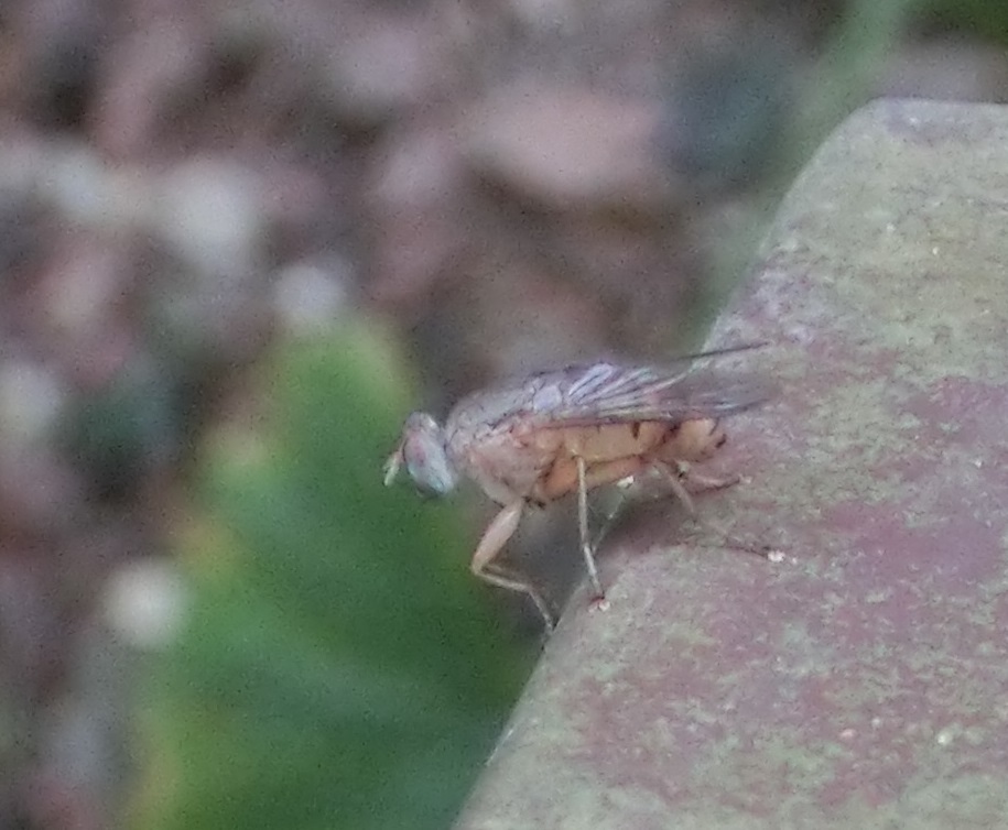 Fly Pirates from 台灣彰化縣 on September 17, 2023 at 10:02 AM by r88621108 ...