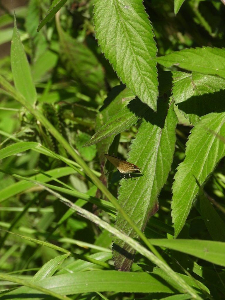 Sapphires from Tumin, Sikkim 737107, India on September 10, 2023 at 11: ...