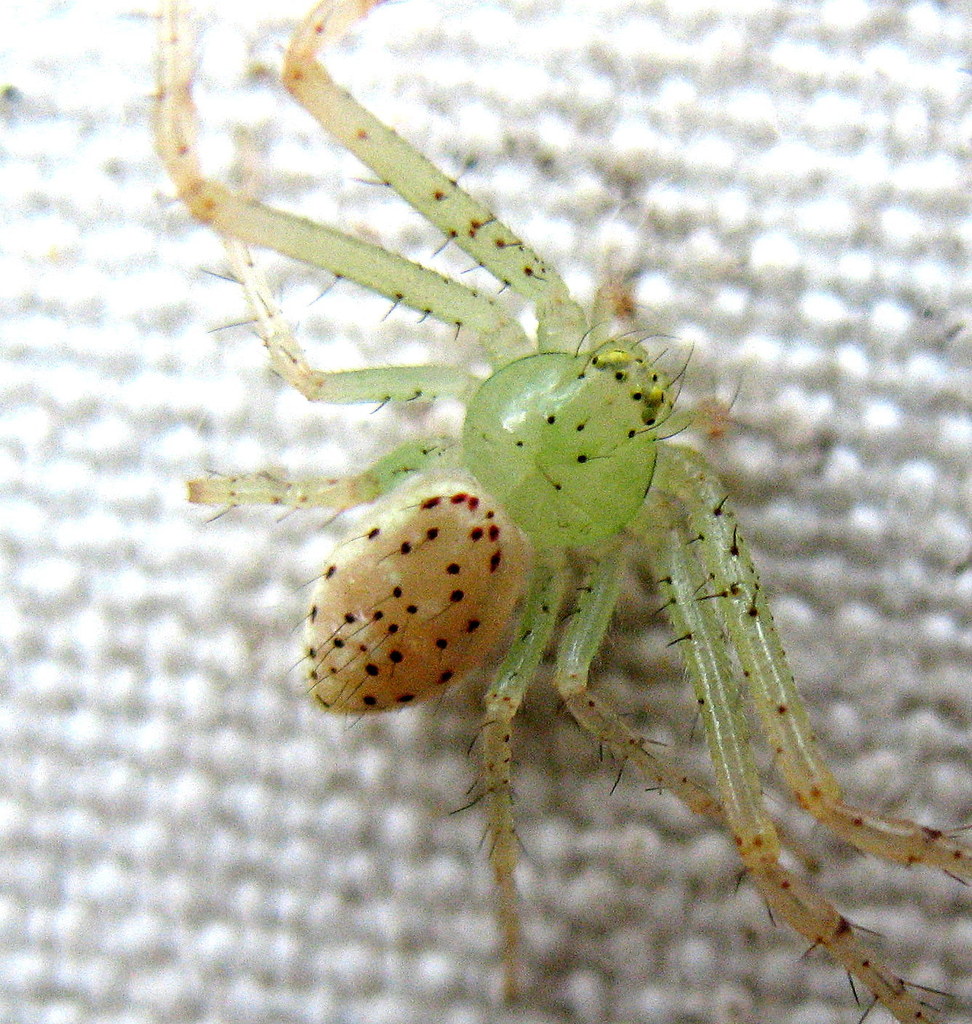 Diaea livens (Aranea of the Santa Cruz Mountains) · iNaturalist