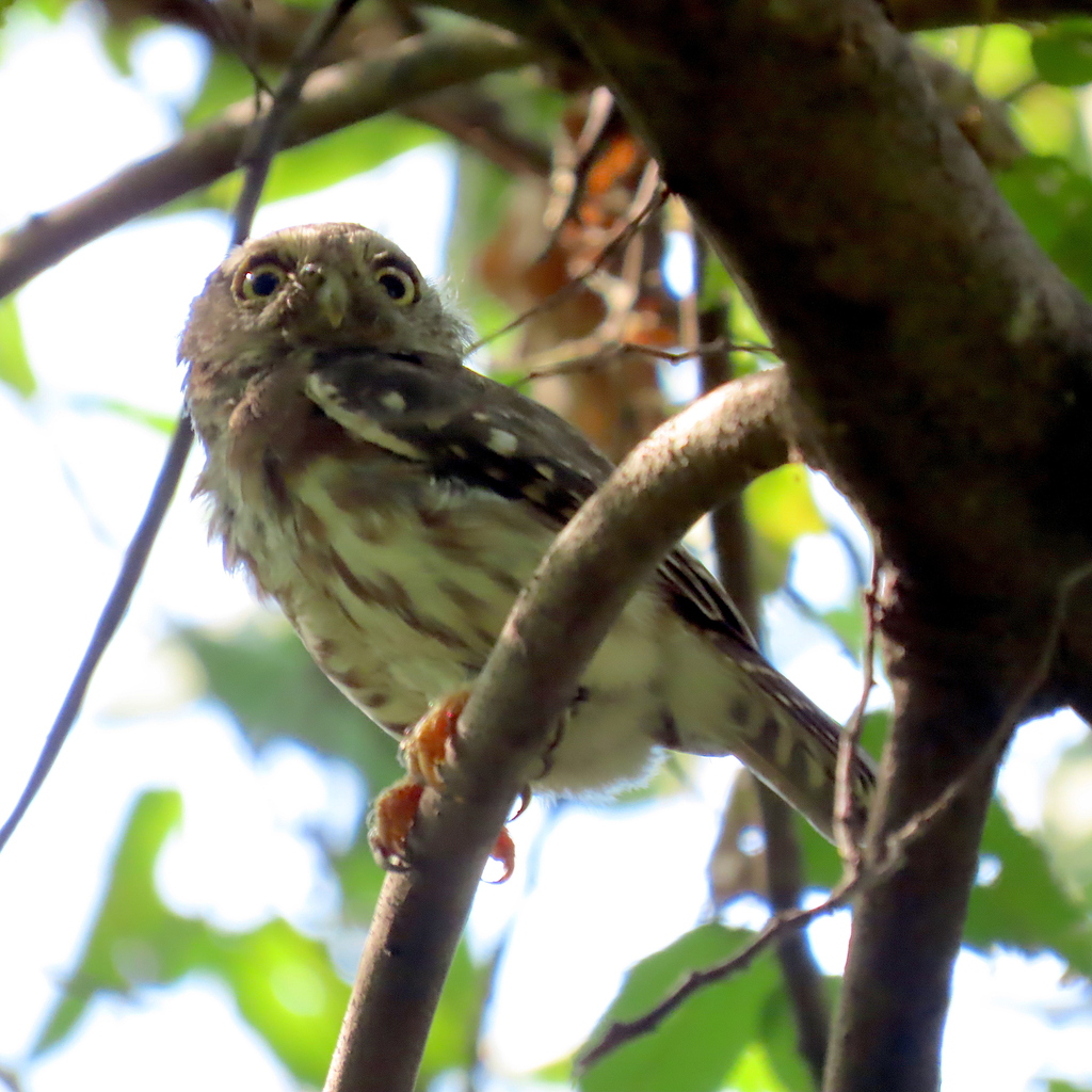 Colima Pygmy-Owl from Tecomán, Col., México on September 15, 2023 at 12 ...