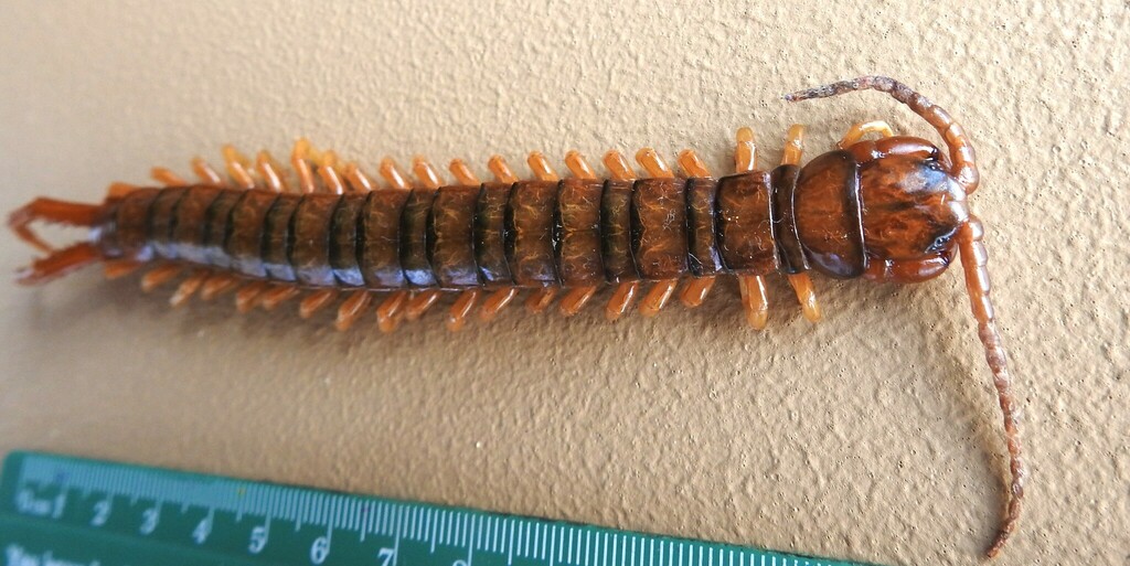 Australasian Giant Centipede from Urliup NSW 2484, Australia on ...