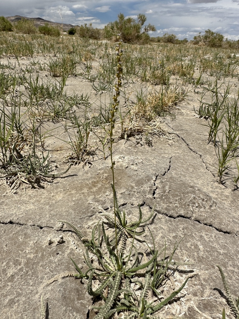 Arrowgrasses from Esmeralda County, NV, USA on June 9, 2023 at 01:55 PM by Matt Berger · iNaturalist