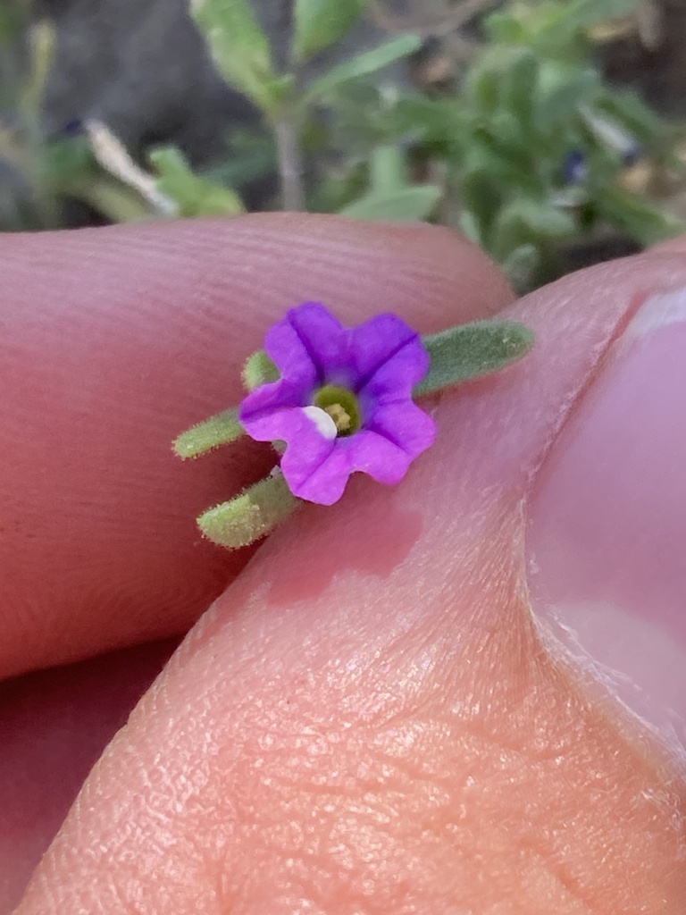 seaside petunia from Frederick-Schoonover Park, Marina, CA, US on ...