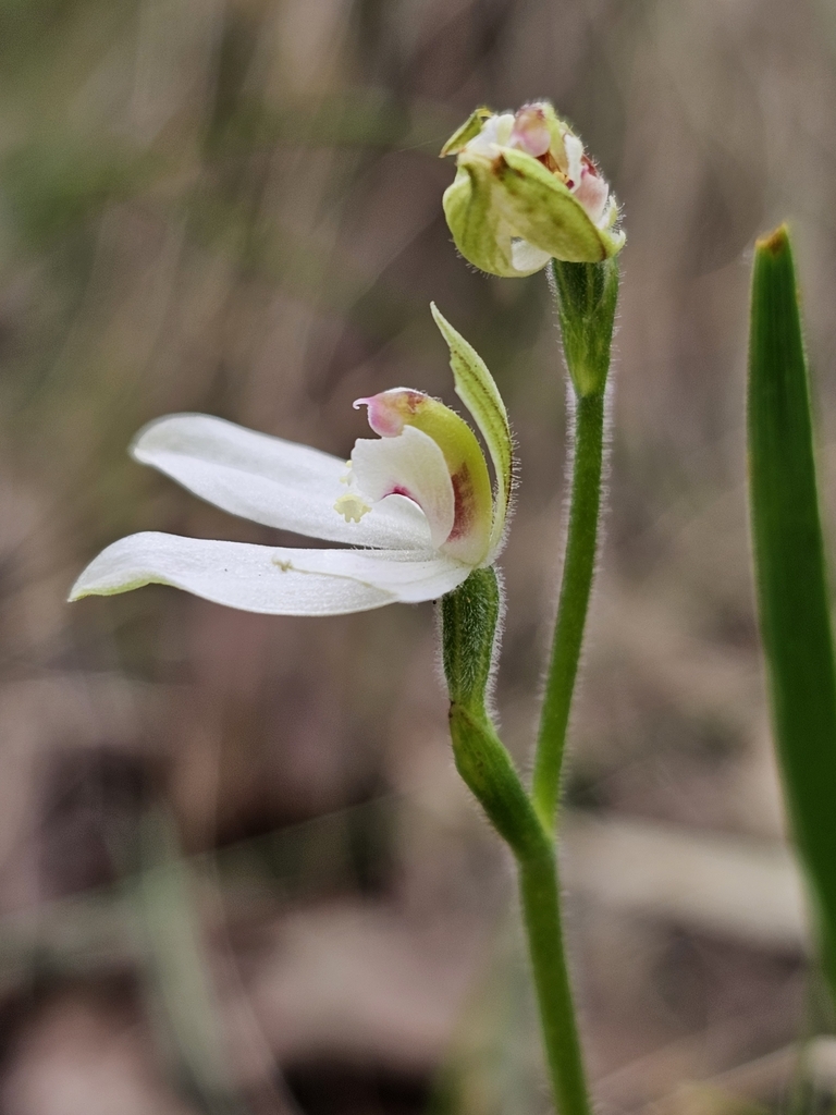 Pink Lady Fingers in September 2023 by ianrainbow · iNaturalist