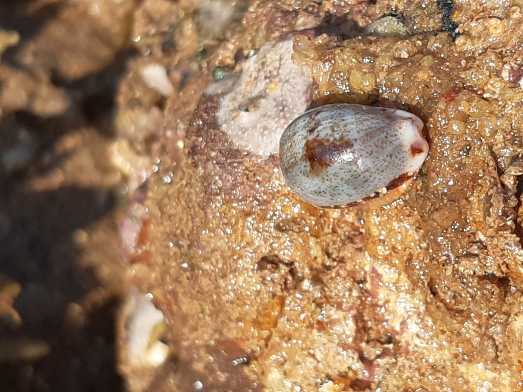 graceful cowrie from Port Hedland, WA, Australia on September 16, 2023 ...