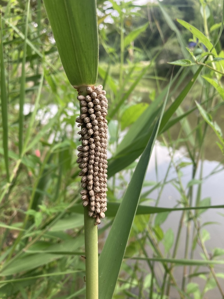 Asian Giant Water Bug from 臺灣島, 通霄鎮, MIA, TW on August 25, 2023 at 08: ...