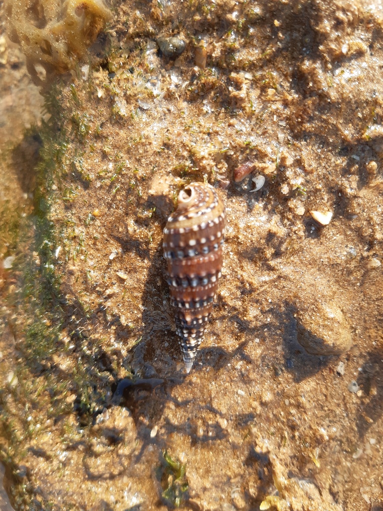 Rhinoclavis bituberculata from Port Hedland, WA, Australia on September 16, 2023 at 07:47 AM by ...