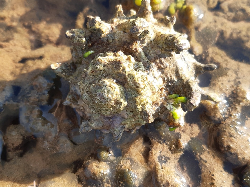 Lacinate Dolphin Shell from Port Hedland, WA, Australia on September 16 ...
