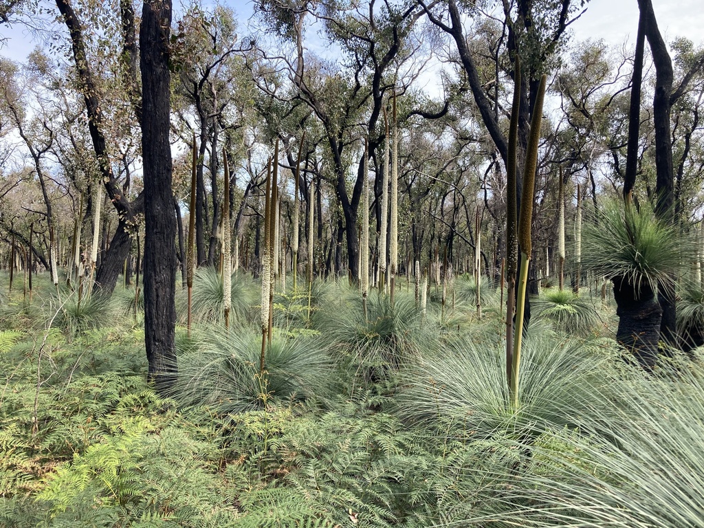 Austral Grass-tree from Hacket Hill, Glencoe, SA, AU on September 18 ...